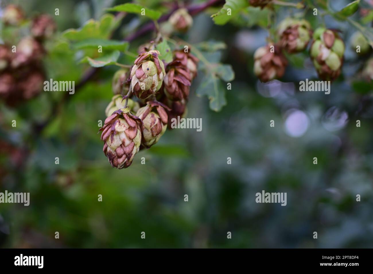 brown and green hop cones against blurred green trees as a close up ...