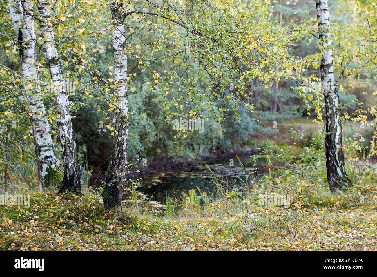 birch trees in National Park Maasduinen in the Netherlands Stock Photo ...