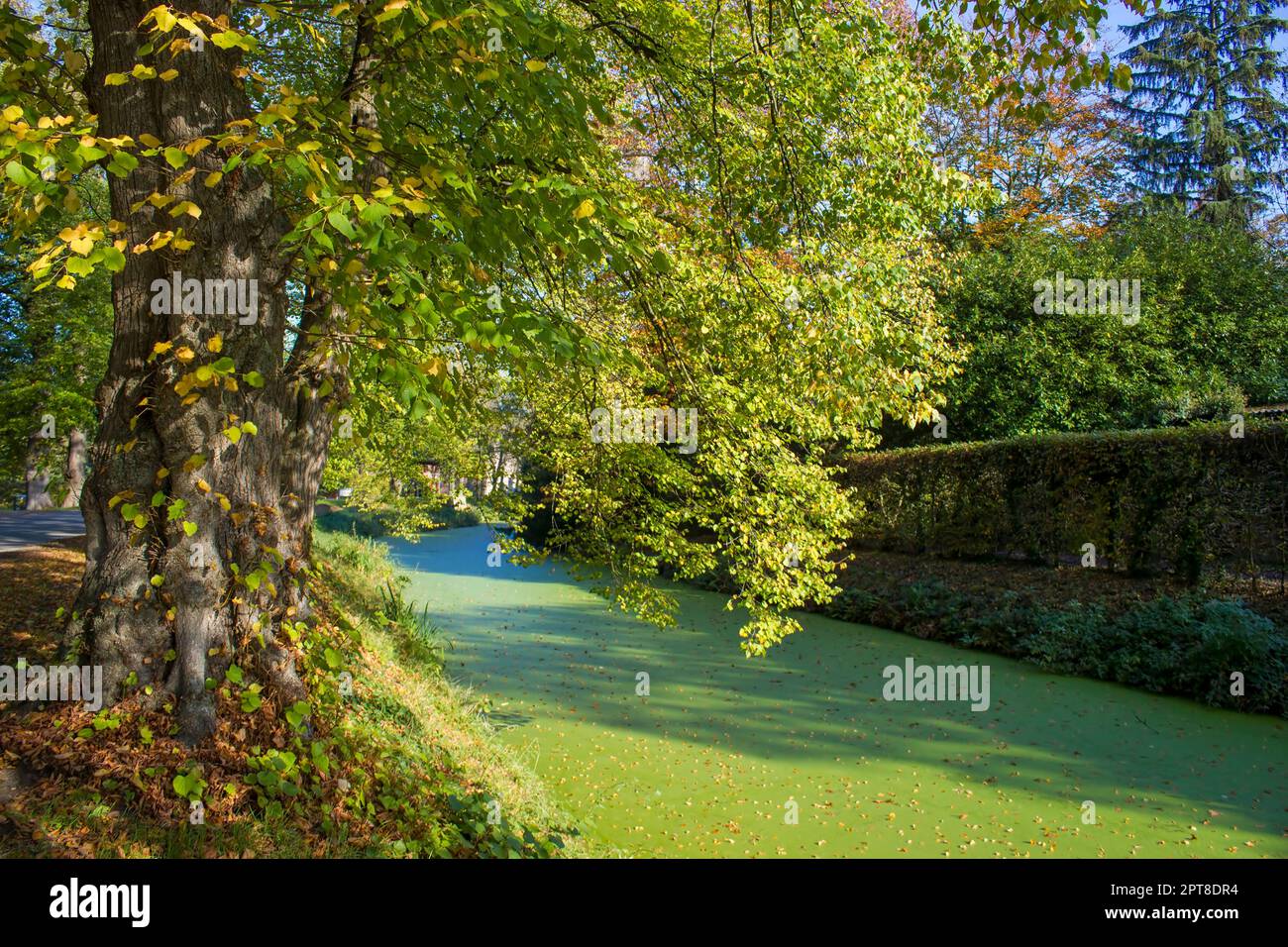 Old trees in the park, castle Wissen, Weeze, Germany Stock Photo - Alamy