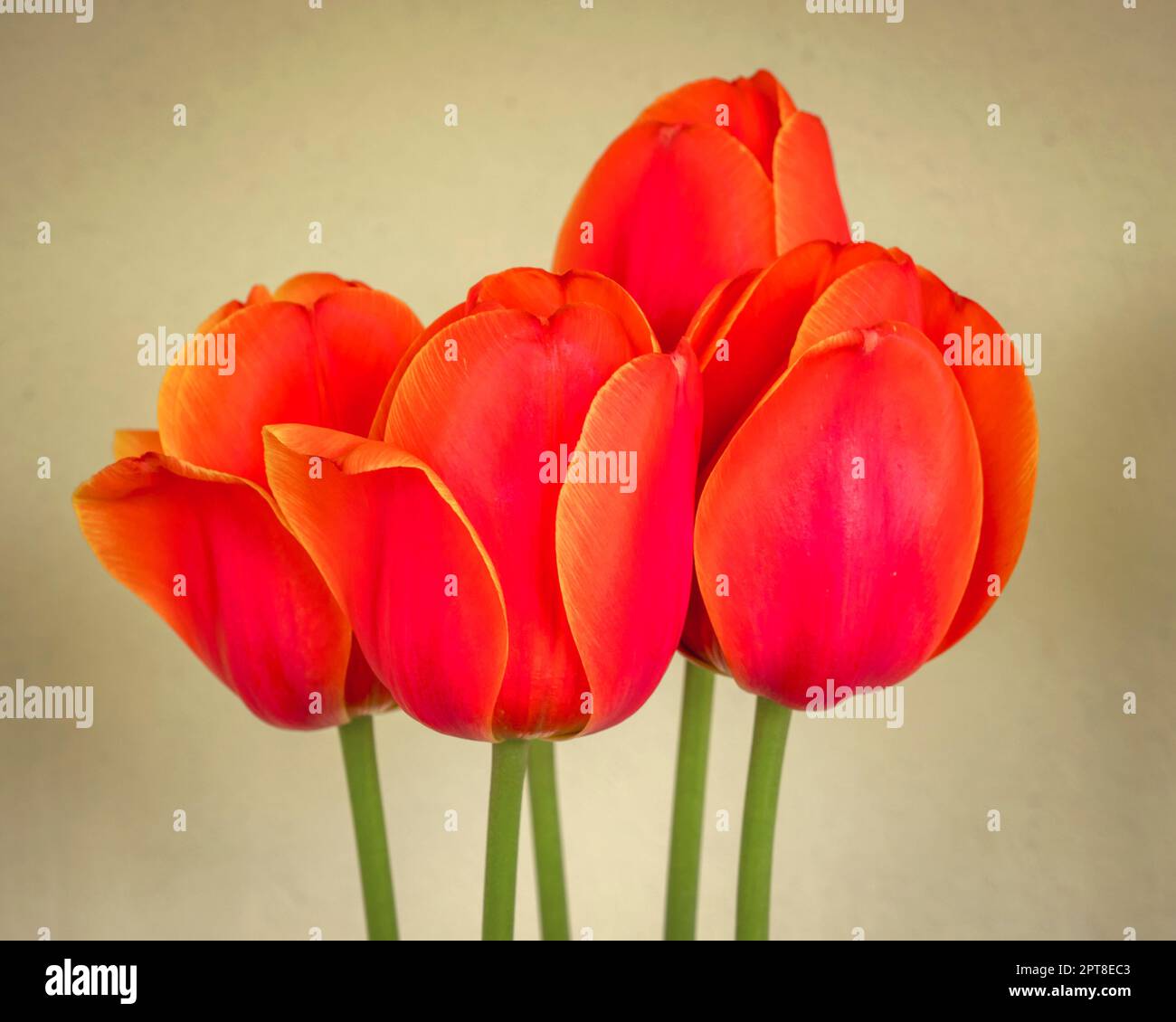 Closeup of an arrangement of beautiful orange tulips variety Ad Rem ...