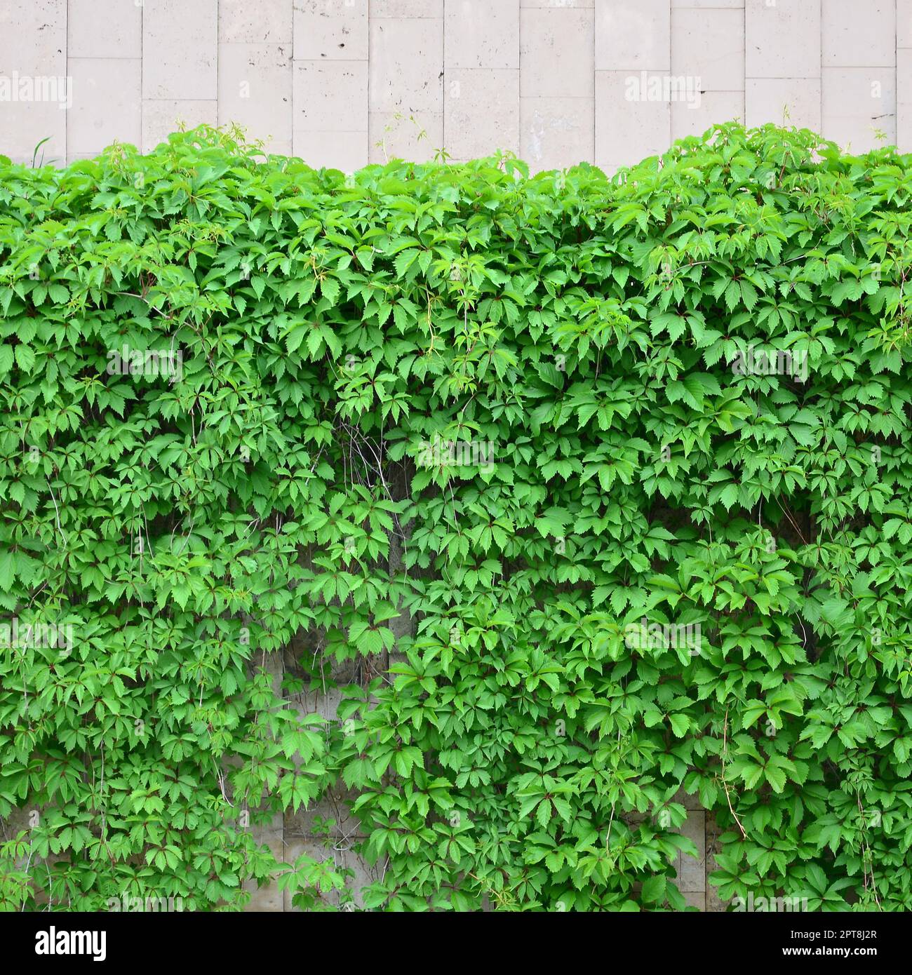Green ivy grows along the beige wall of painted tiles. Texture of dense ...