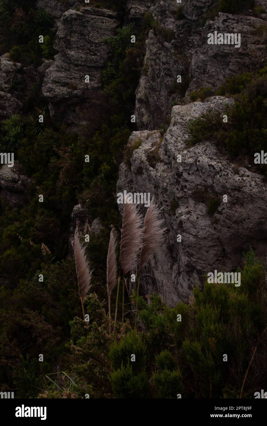 windy summit, shot on top of Mount Maunganui New Zealand Stock Photo ...