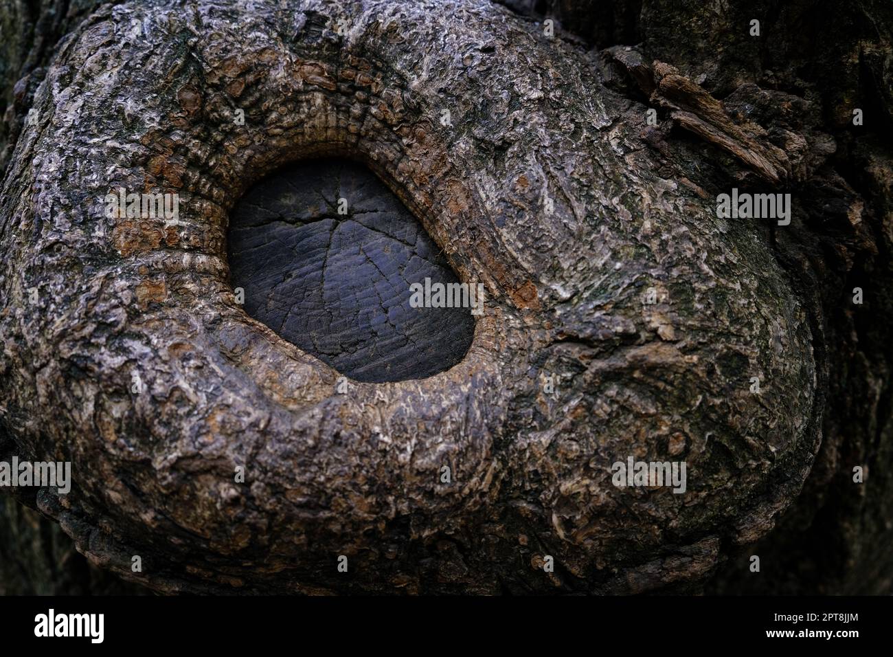 Wood tree rings pattern background hi-res stock photography and images ...