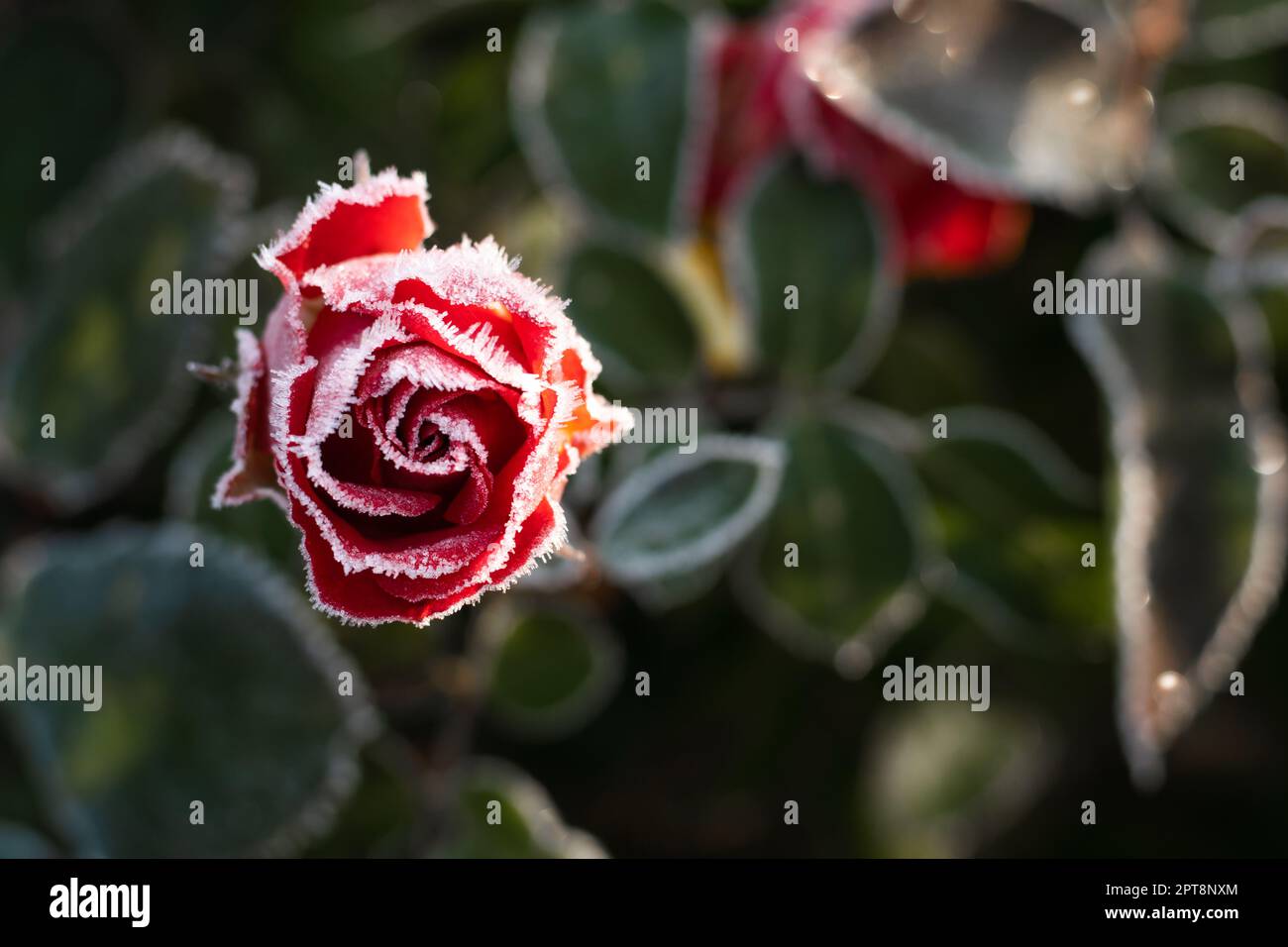 First autumn frost. Bush with burgundy blooming rose, covered with ...