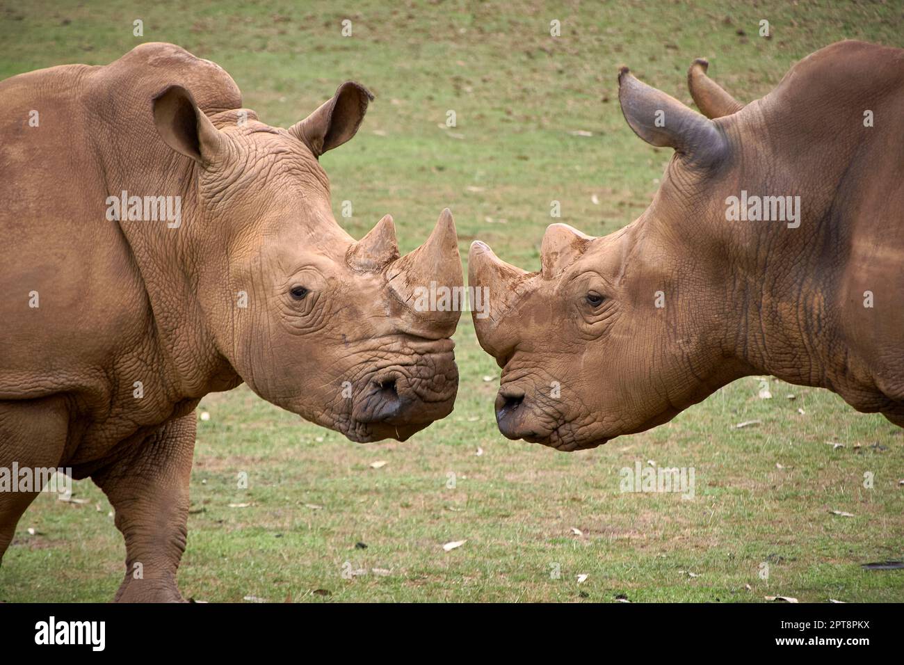 Two rhinoceroses facing each other head to head. Grass, horn detail ...