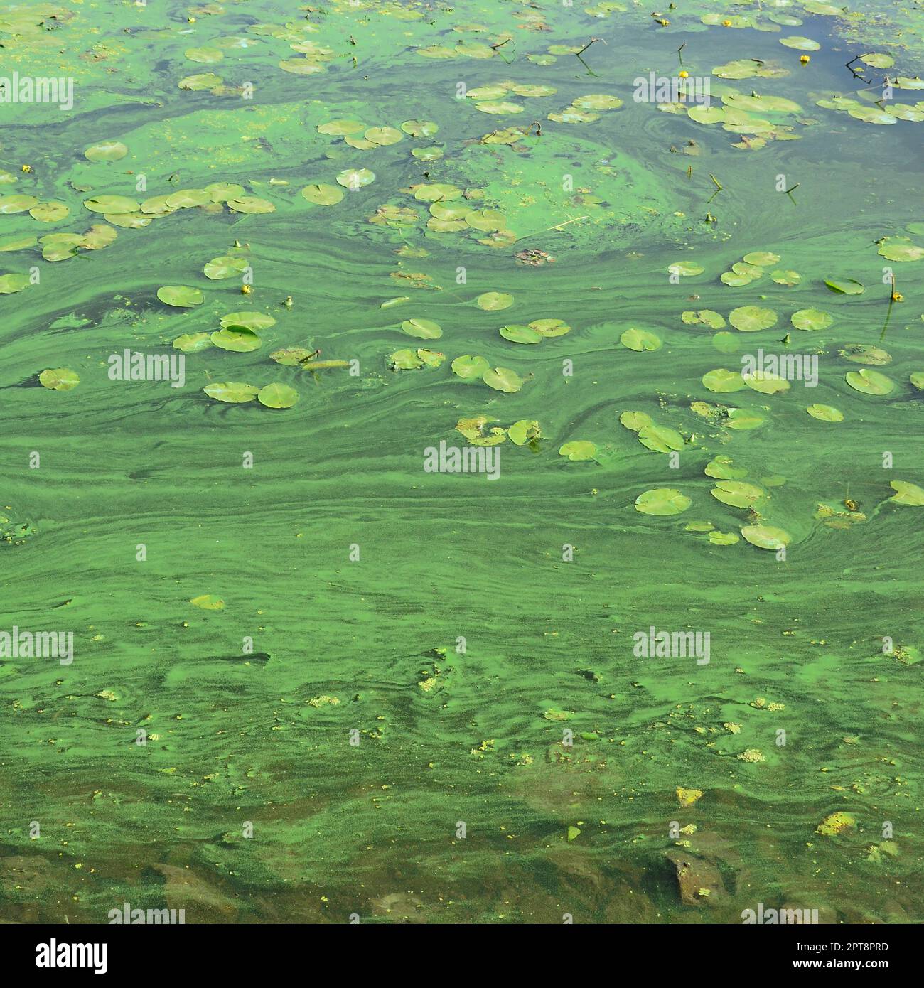 The surface of an old swamp covered with duckweed and lily leaves. Many ...