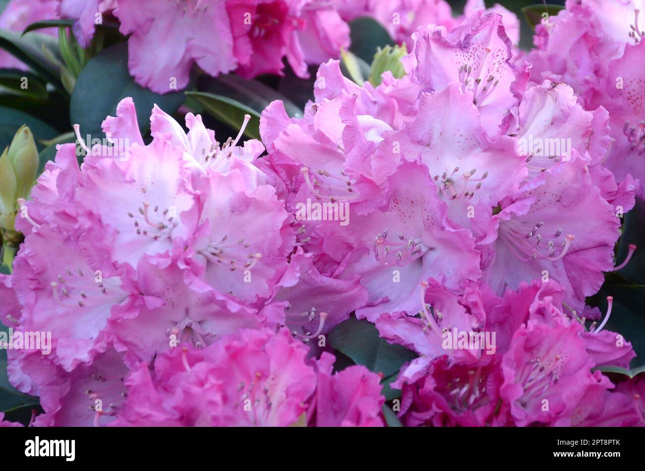 A large bush blooming Rhododendron in the botanical garden. Many pink ...
