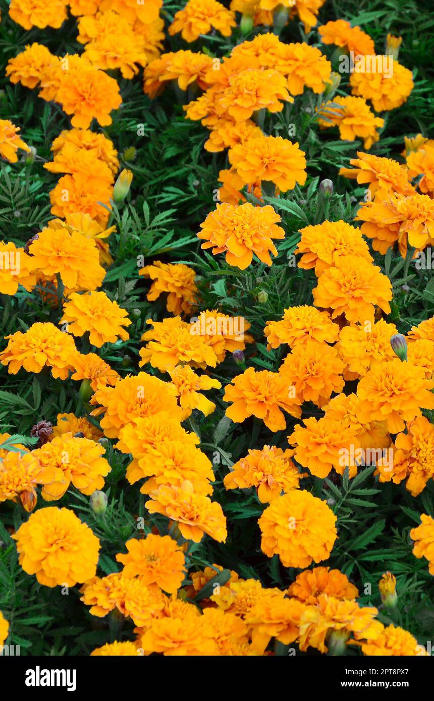 A large number of beautiful bloomed yellow marigolds in an open air ...