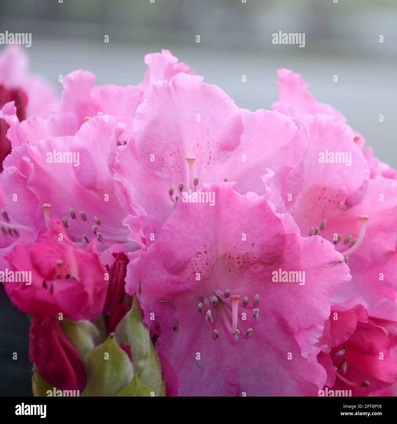 A large bush blooming Rhododendron in the botanical garden. Many pink ...
