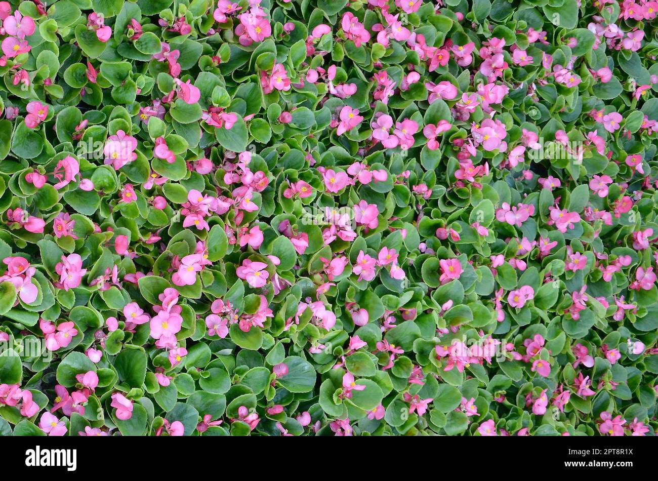 Cover photo of pink begonia flowers. Floral pattern. Flower background ...