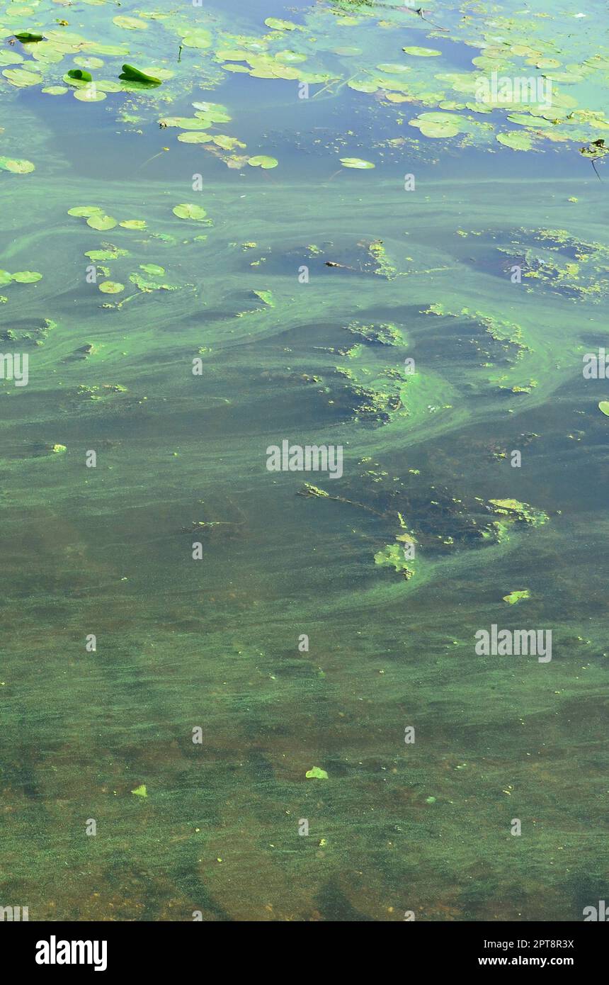 The surface of an old swamp covered with duckweed and lily leaves. Many ...