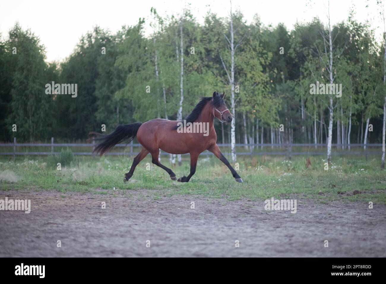 Photo of a running mare with a black mane, outdoors Stock Photo - Alamy