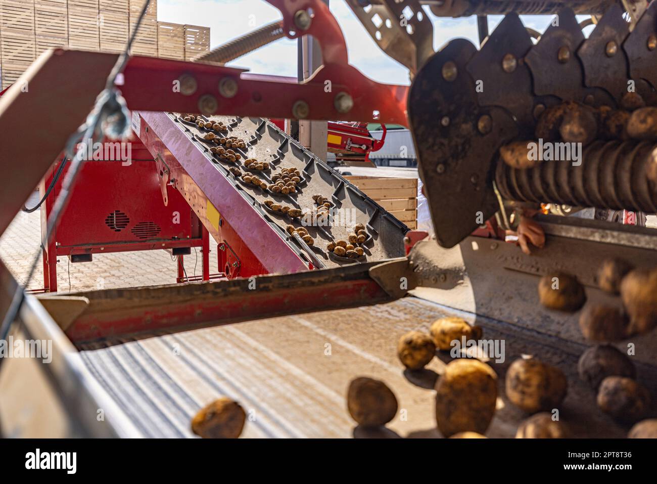 Processing of potatoes. Production and farming concept Stock Photo - Alamy