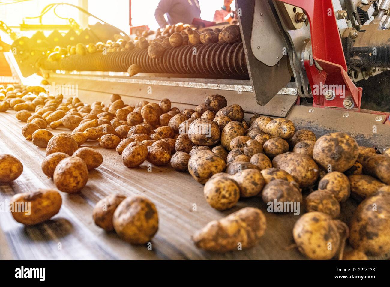 Potato sorting machine on production line. Agriculture or farming ...