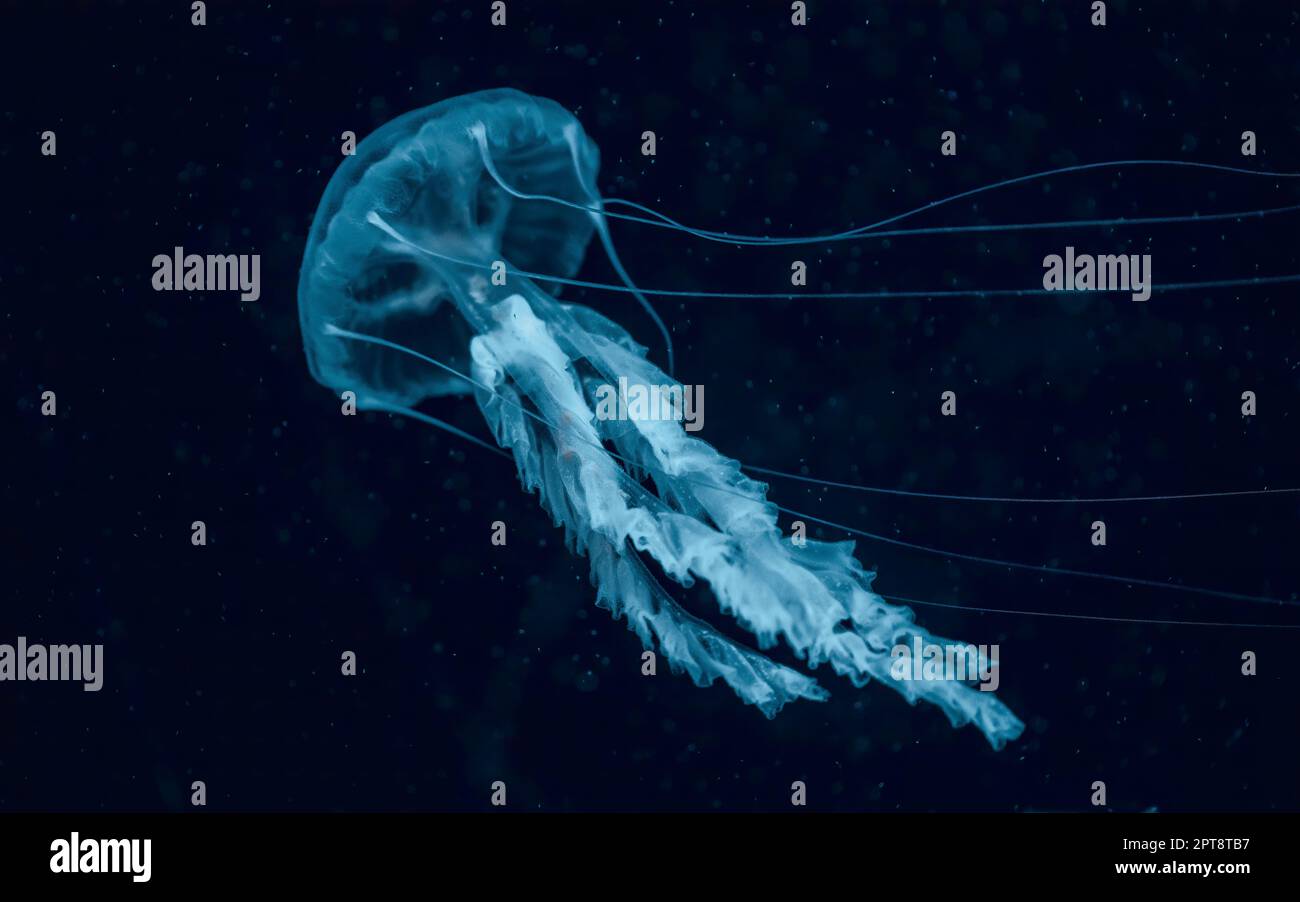 Underwater depth infographic hi-res stock photography and images - Alamy