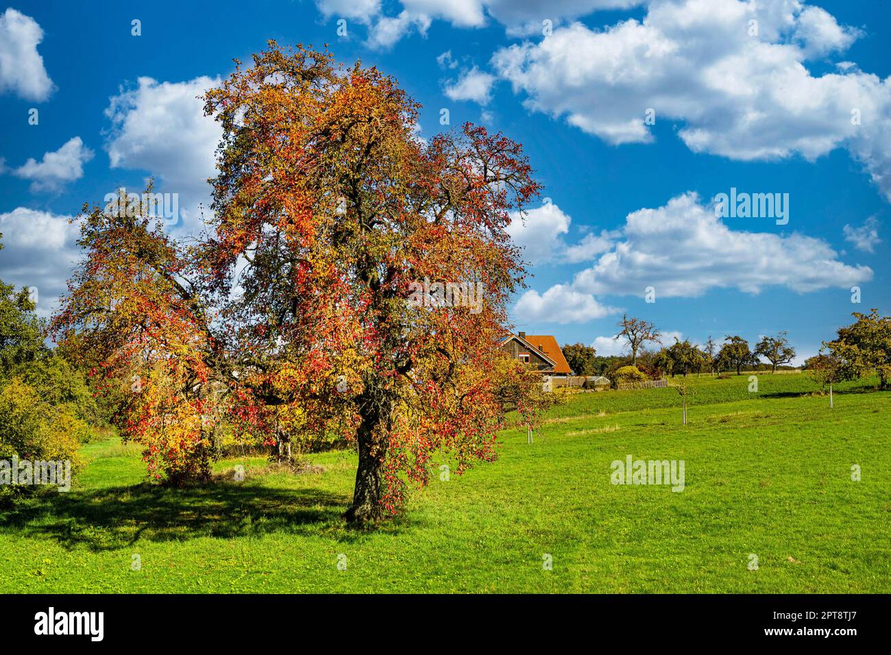 An old pear tree in an autumn robe Stock Photo - Alamy