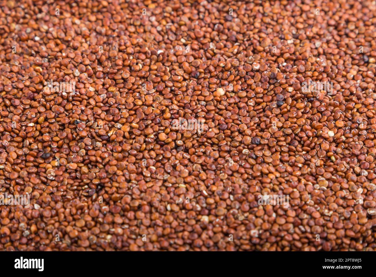 Texture of raw red quinoa . Side view, close up, macro. Natural ...