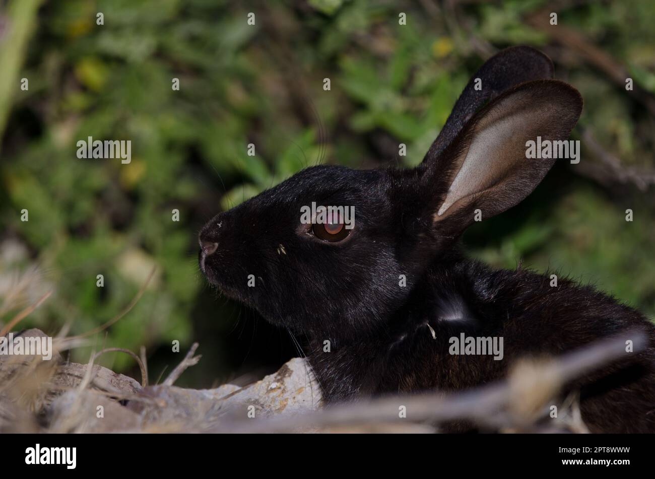 Melanistic European rabbit Oryctolagus cuniculus. Integral Natural ...