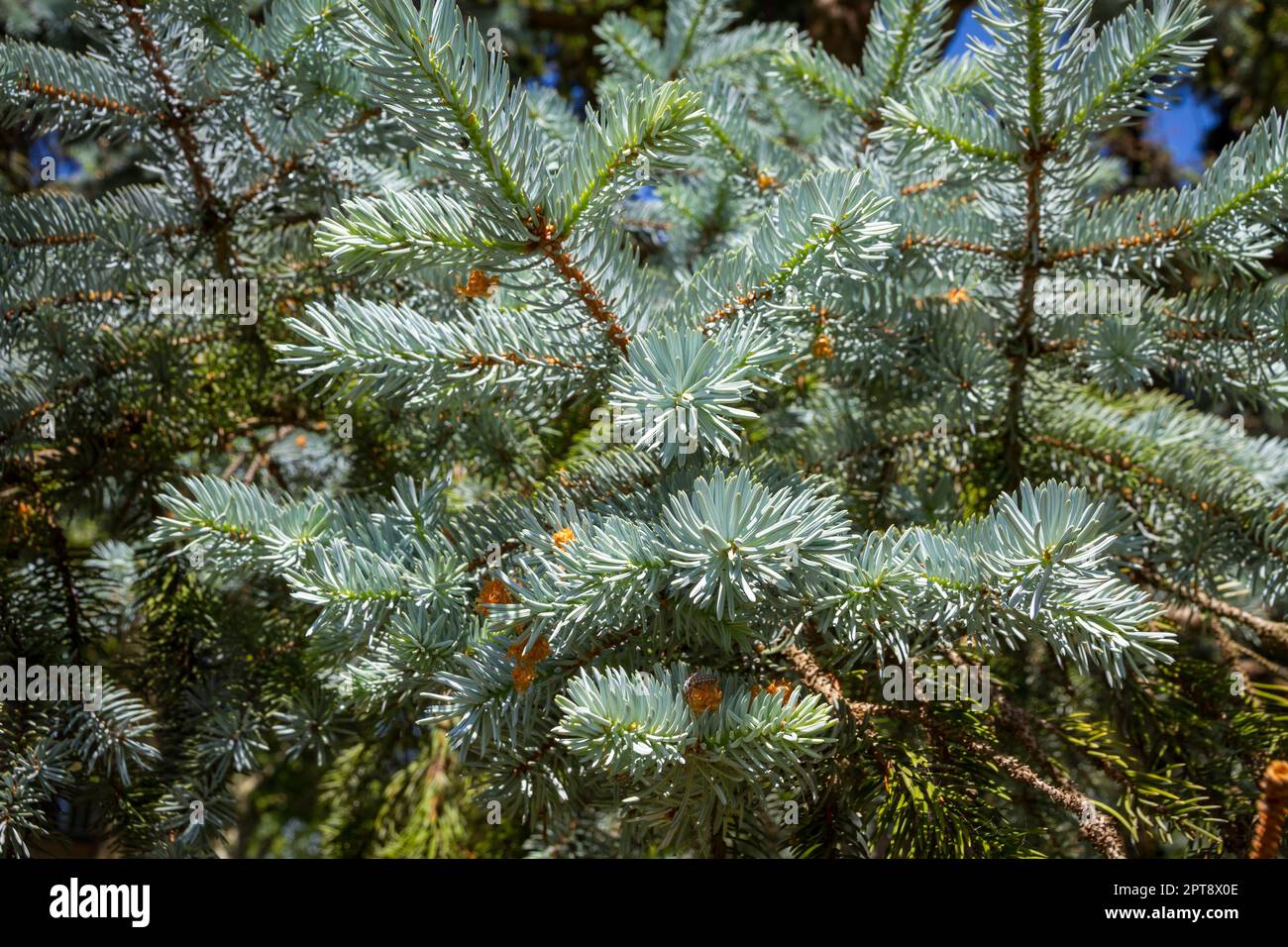 Lebanese cedar closeup view in a park. Branch detail Stock Photo - Alamy