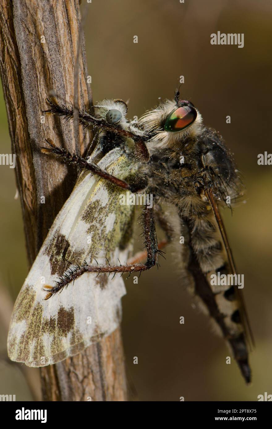 Robber fly Promachus latitarsatus eating a bath white Pontia daplidice ...
