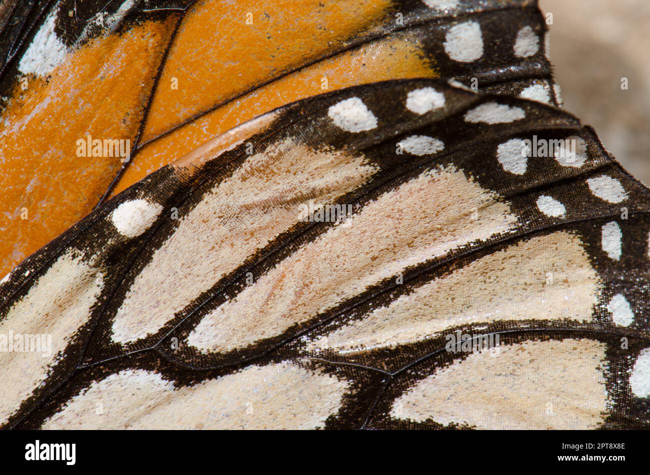 Monarch wing scales macro hi-res stock photography and images - Alamy