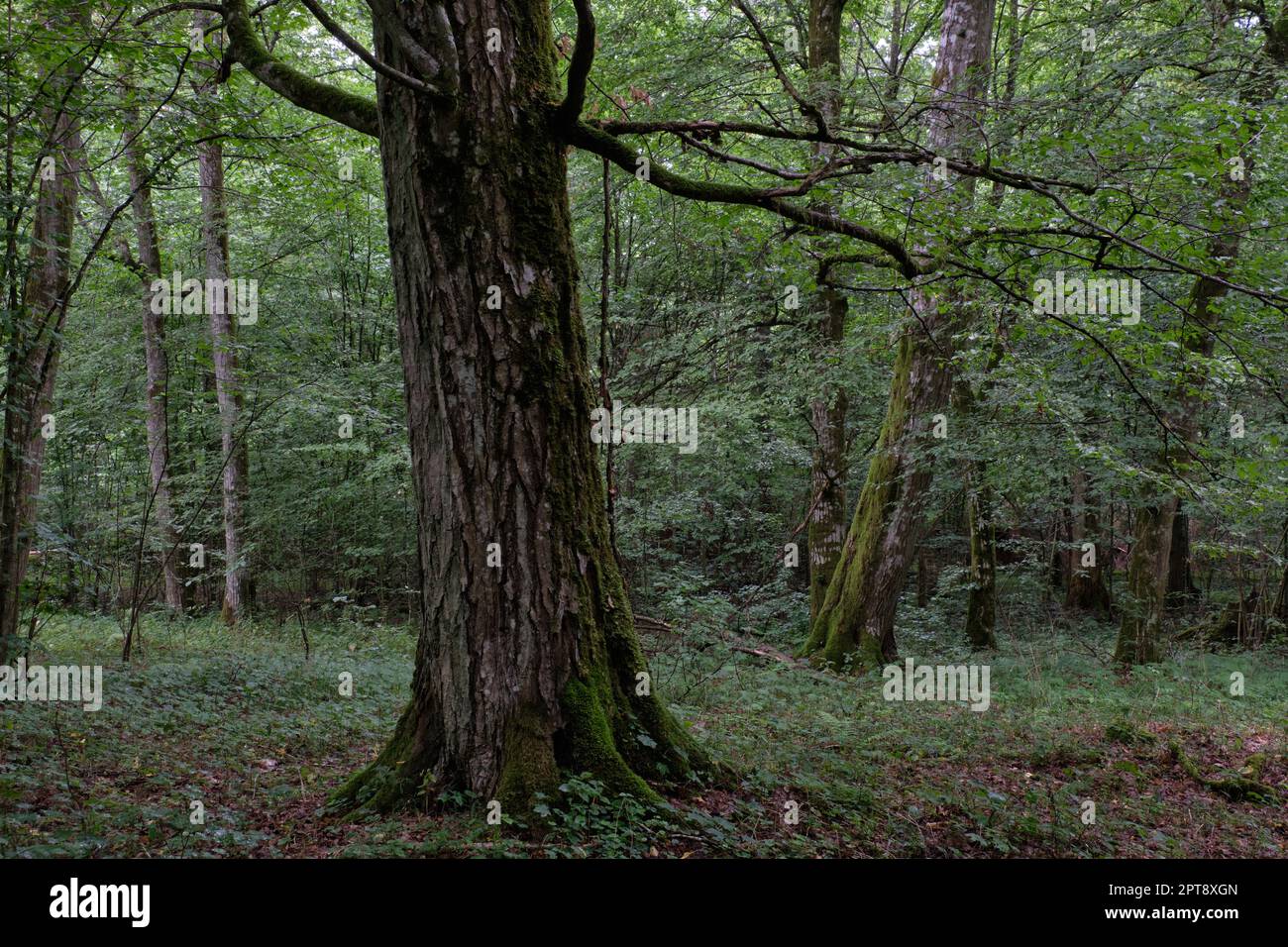 Old deciduous forest in summer with old trees,Bialowieza Forest,Poland ...
