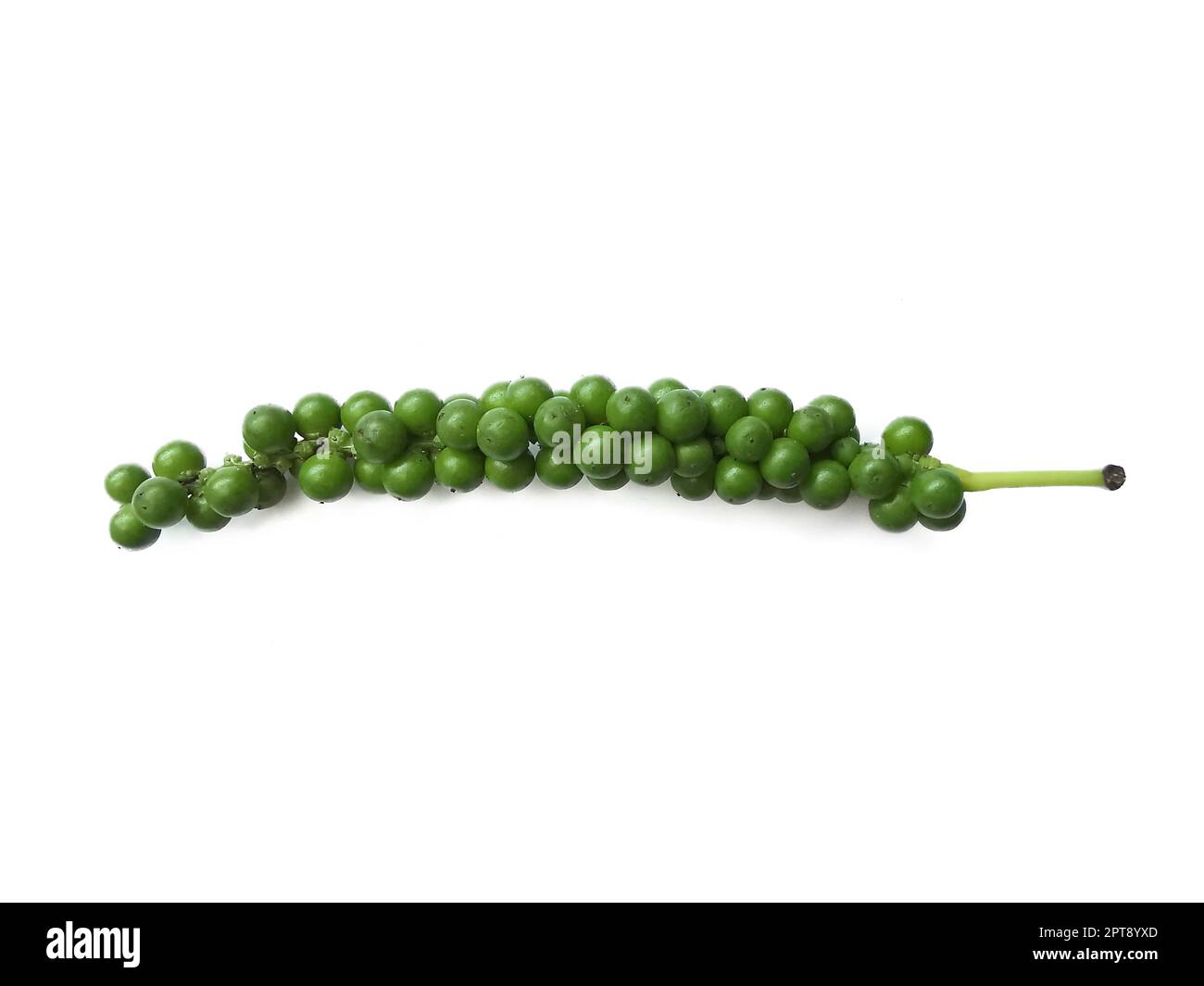 fresh green peppercorns with isolated on a white background Stock Photo ...