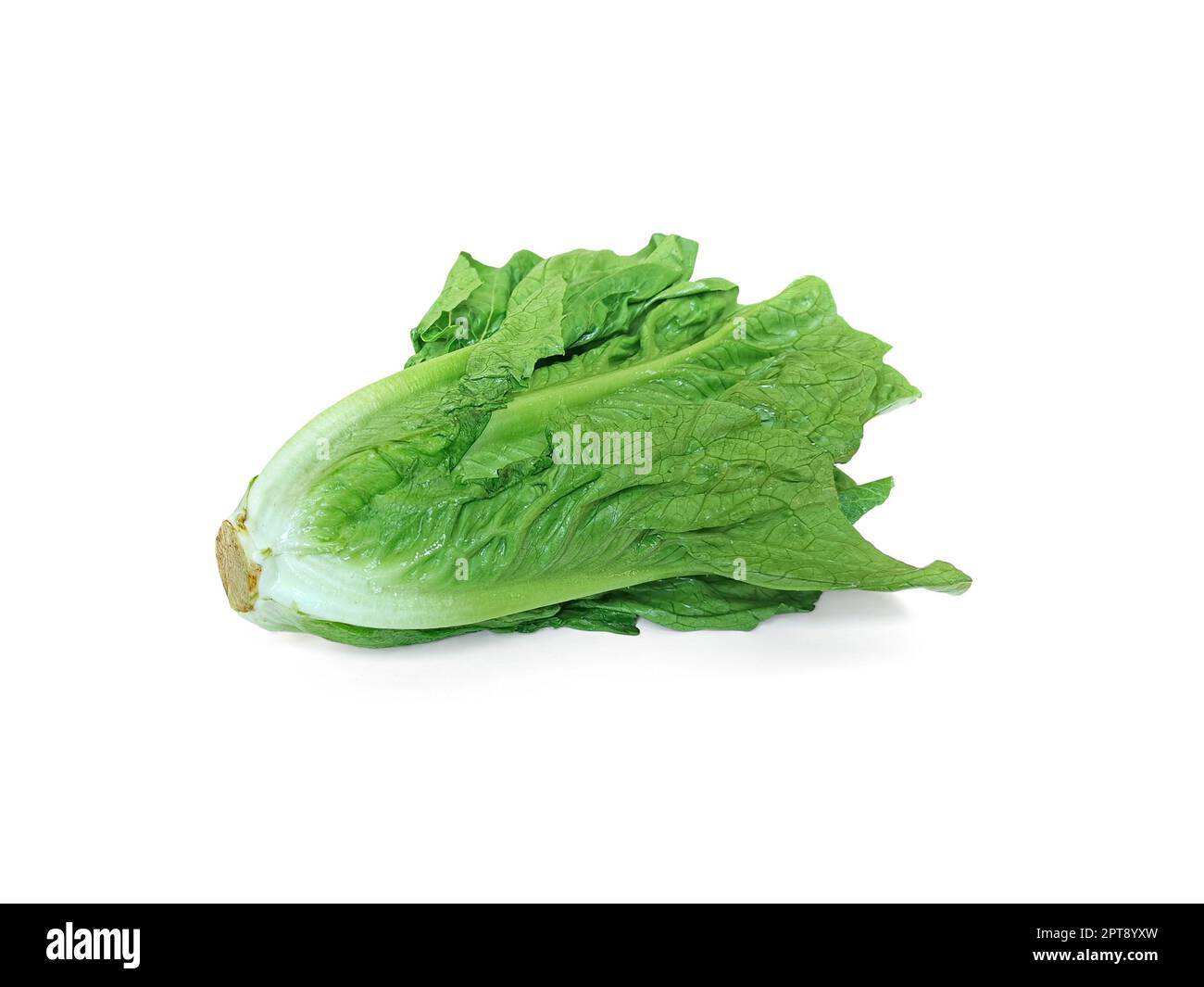 Fresh green Lettuce leaves, Salad leaf isolated on white background. with clipping path Stock ...