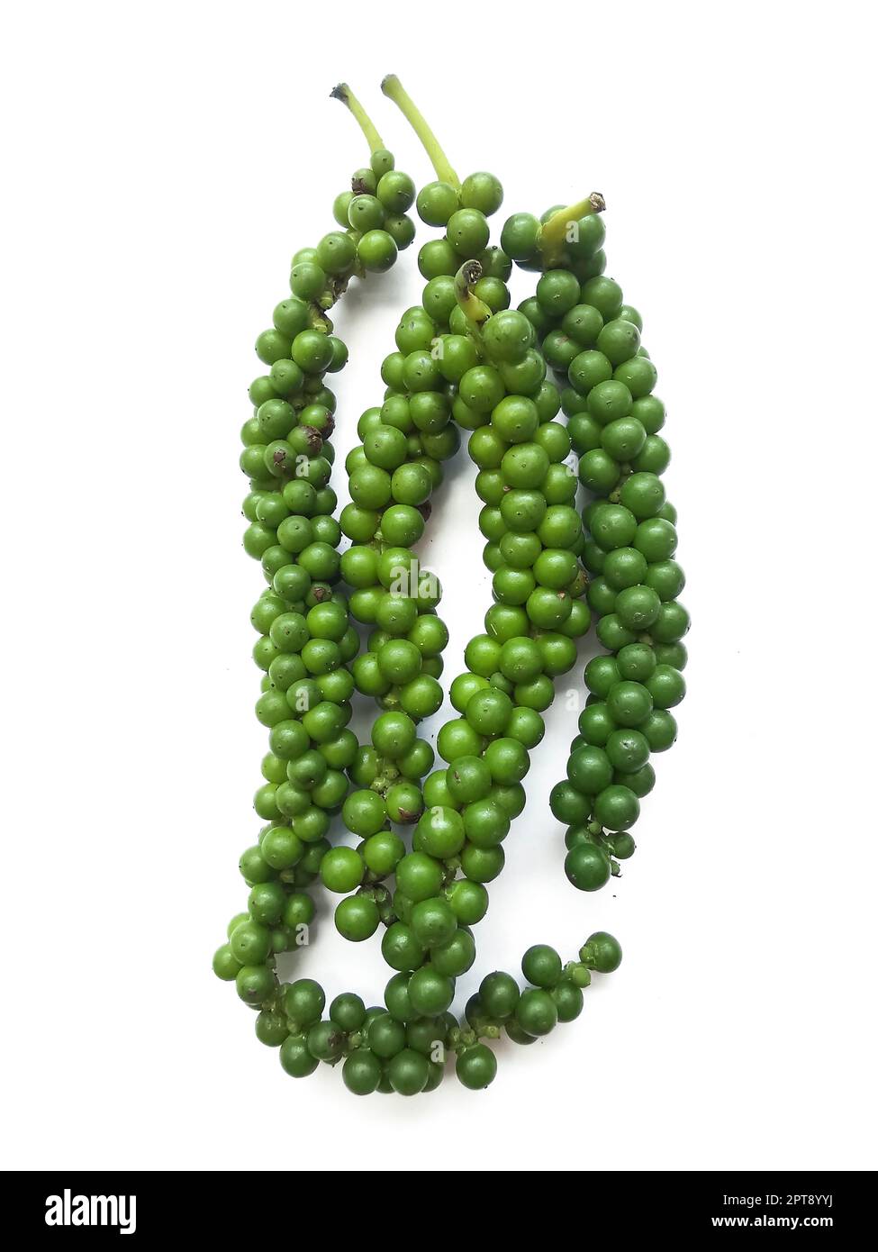 fresh green peppercorns with isolated on a white background Stock Photo ...