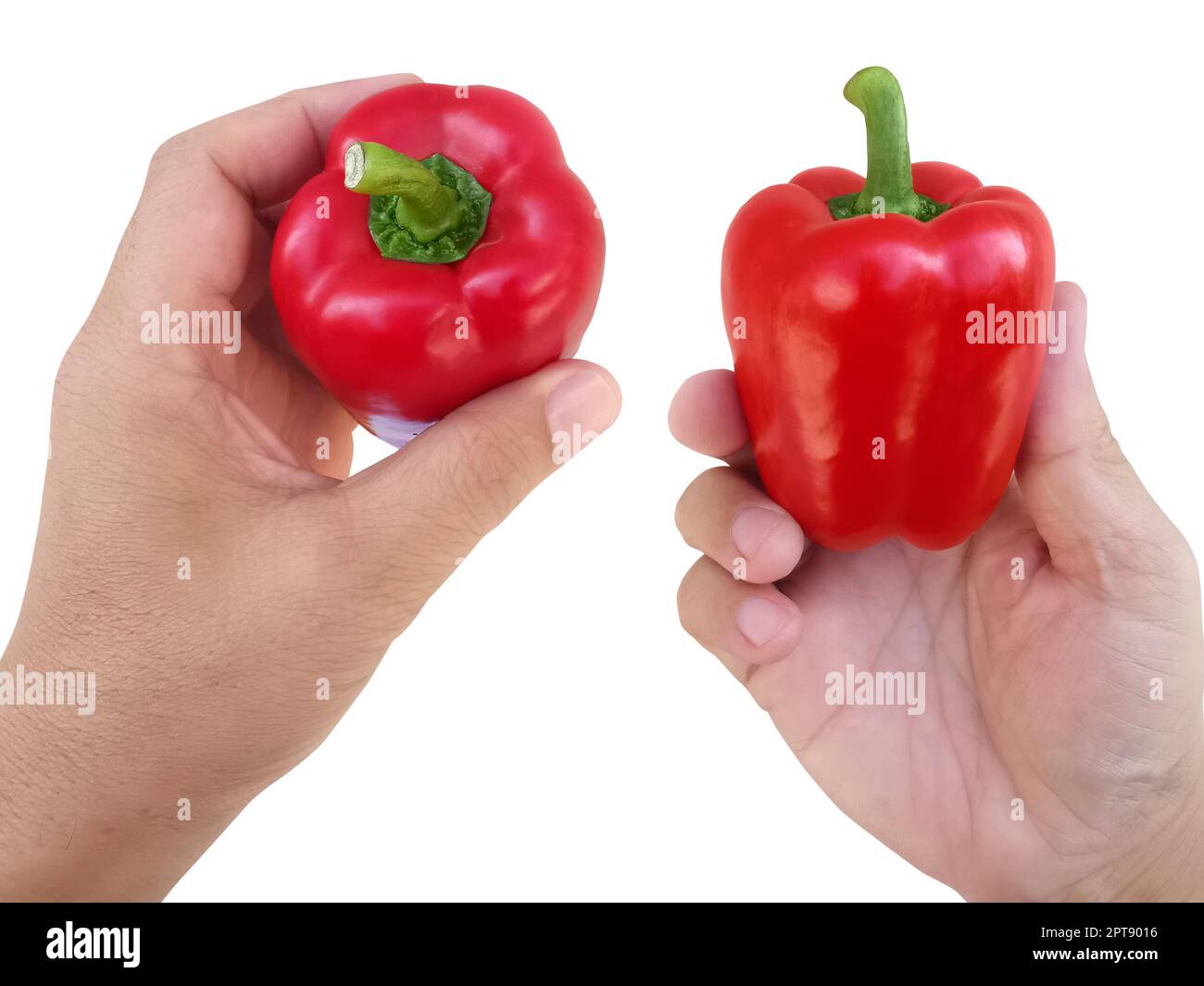 hand holding red Bell Pepper isolated on white background Stock Photo ...