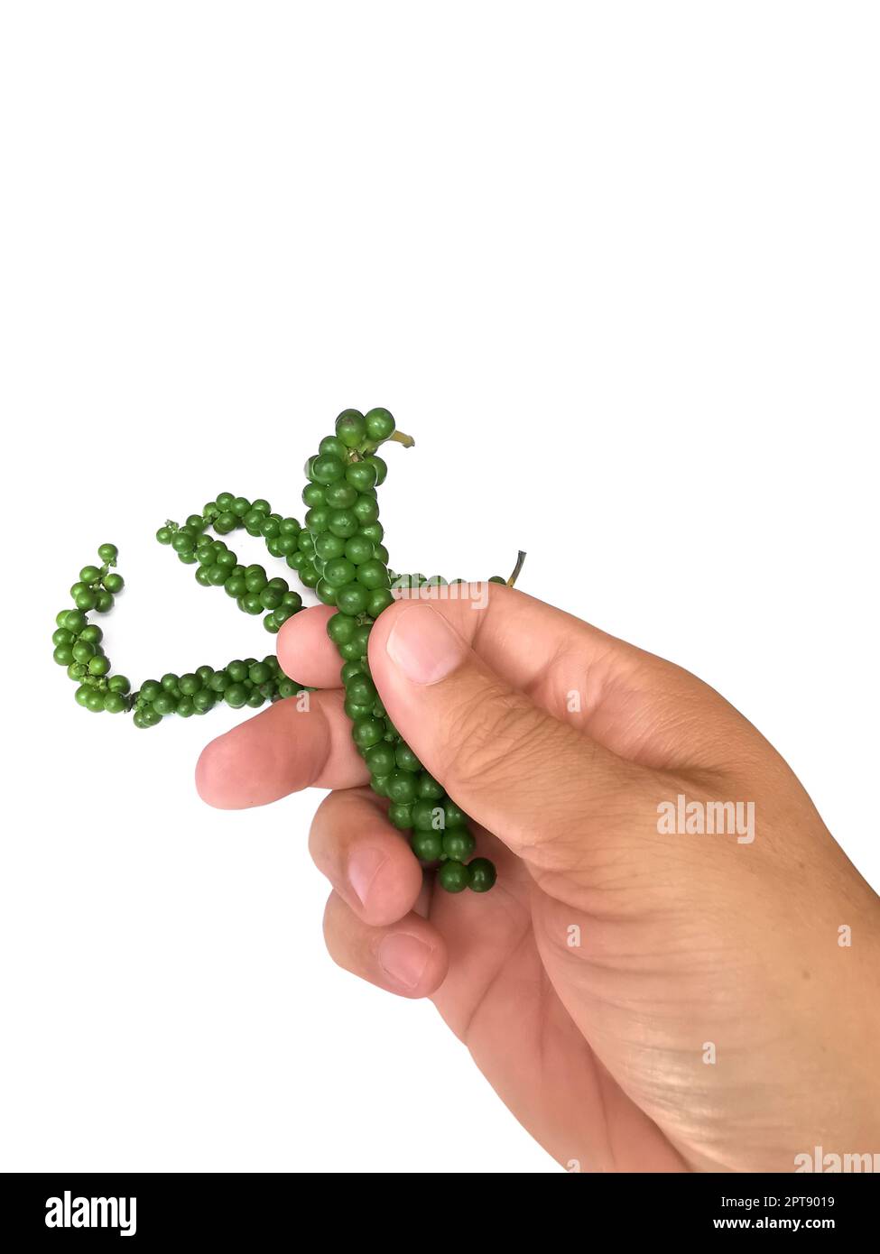 hand holding fresh pepper isolated on white background Stock Photo - Alamy