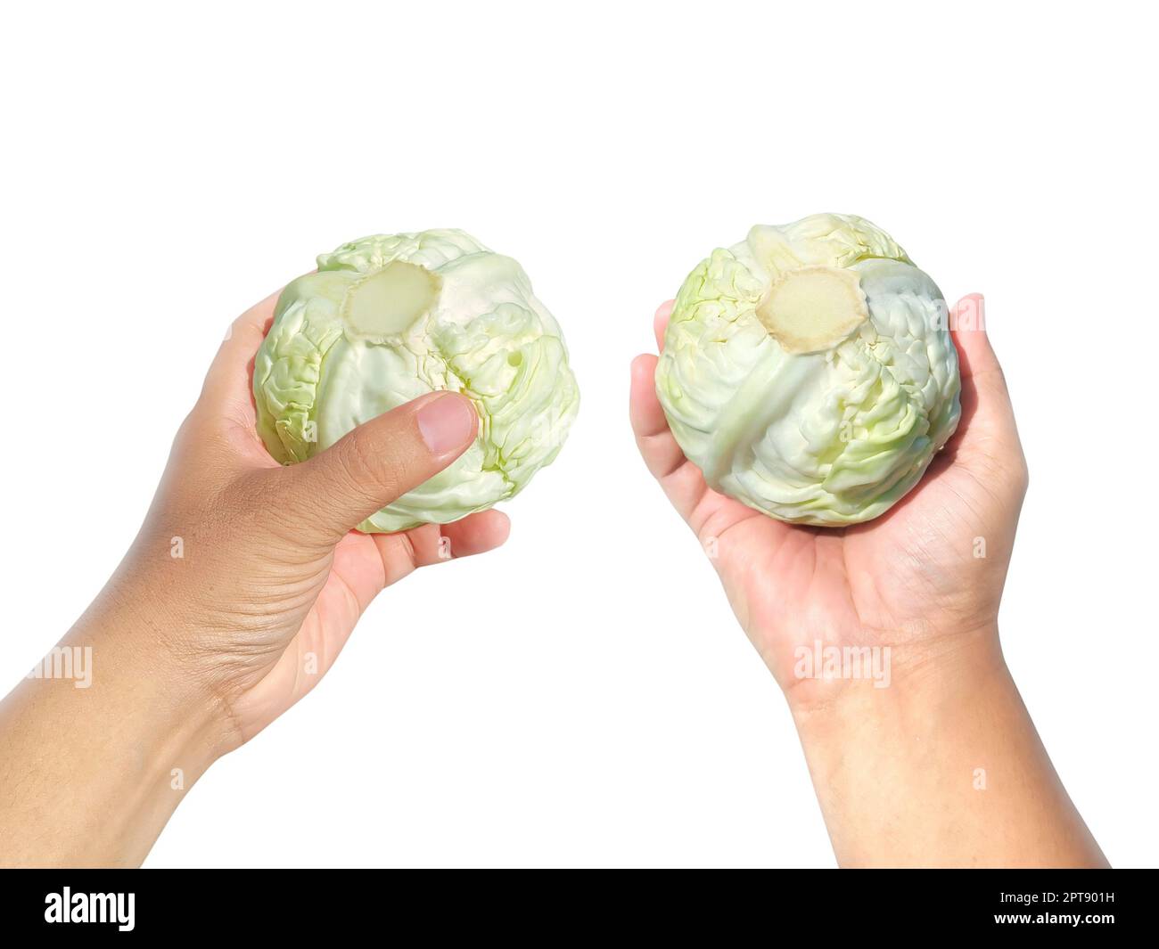 Hand man holds cabbage isolated on white background Stock Photo - Alamy