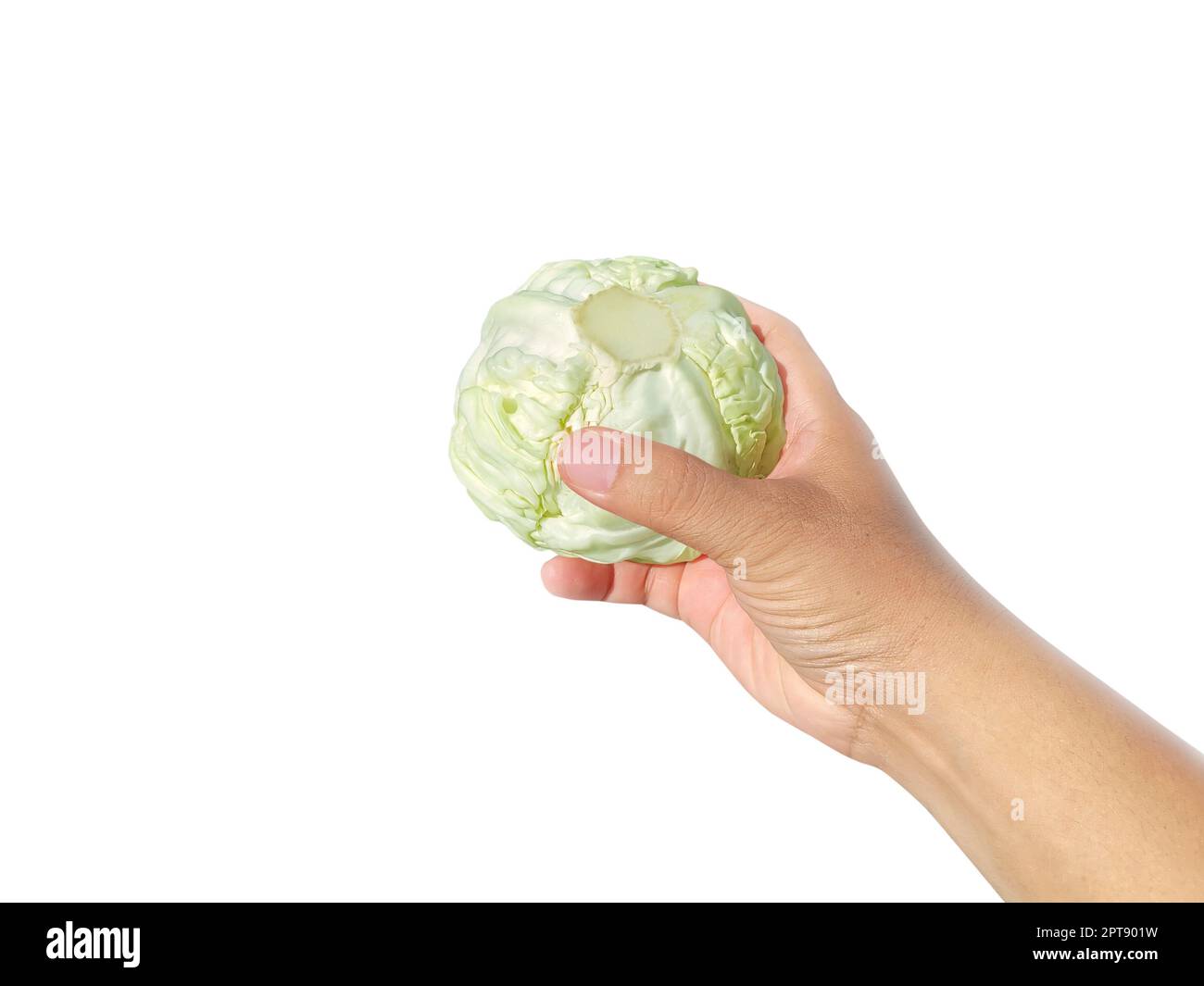 Hand man holds cabbage isolated on white background Stock Photo - Alamy