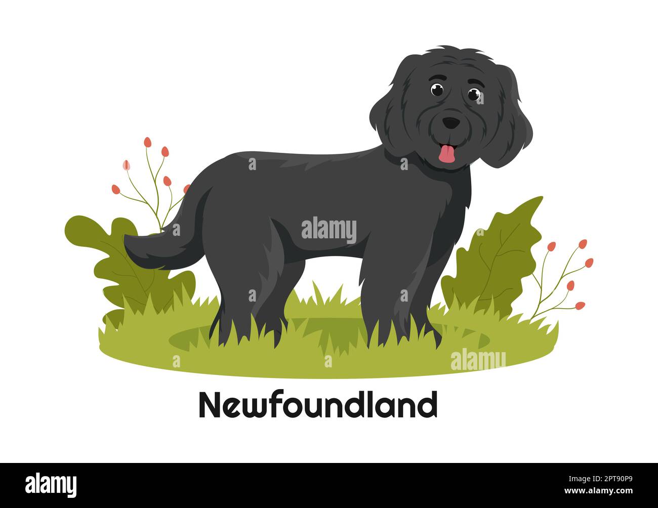 Newfoundland Dog Animals with Black, Brown or Landseer Color in Flat ...