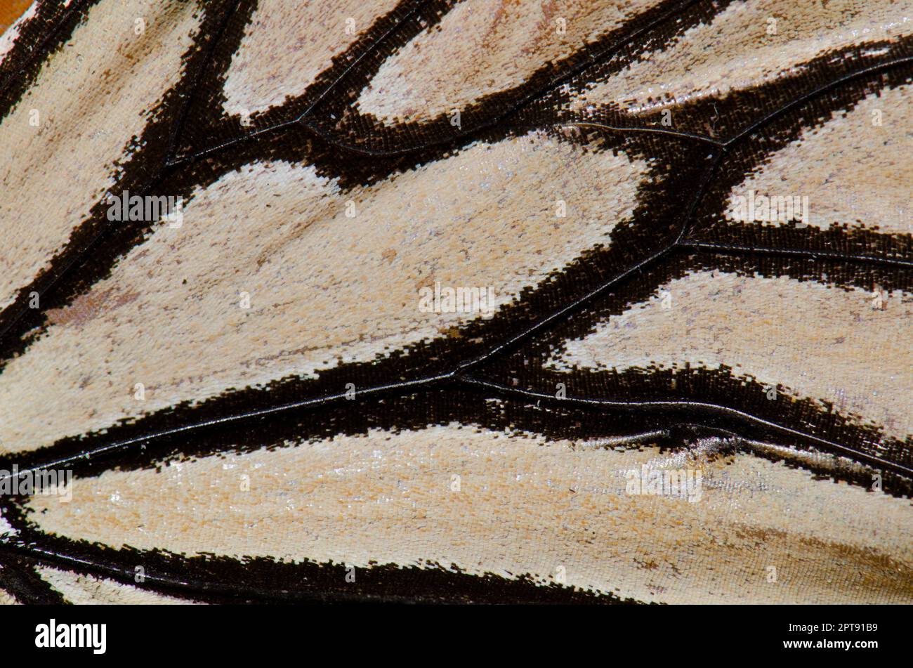 Underside of the wing of a monarch butterfly Danaus plexippus ...