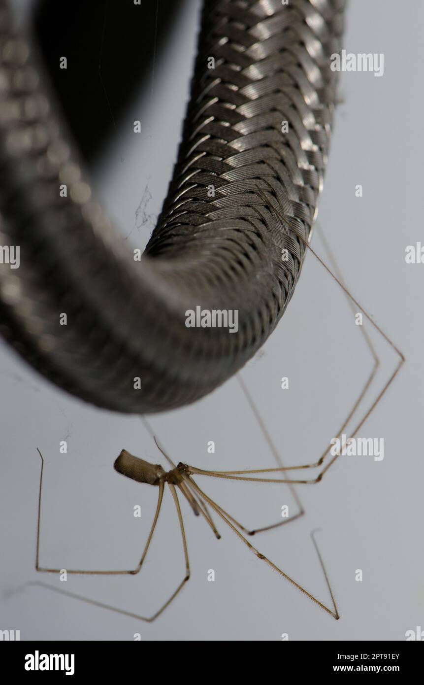 Daddy long-legs spider Pholcus phalangioides. Cruz de Pajonales ...