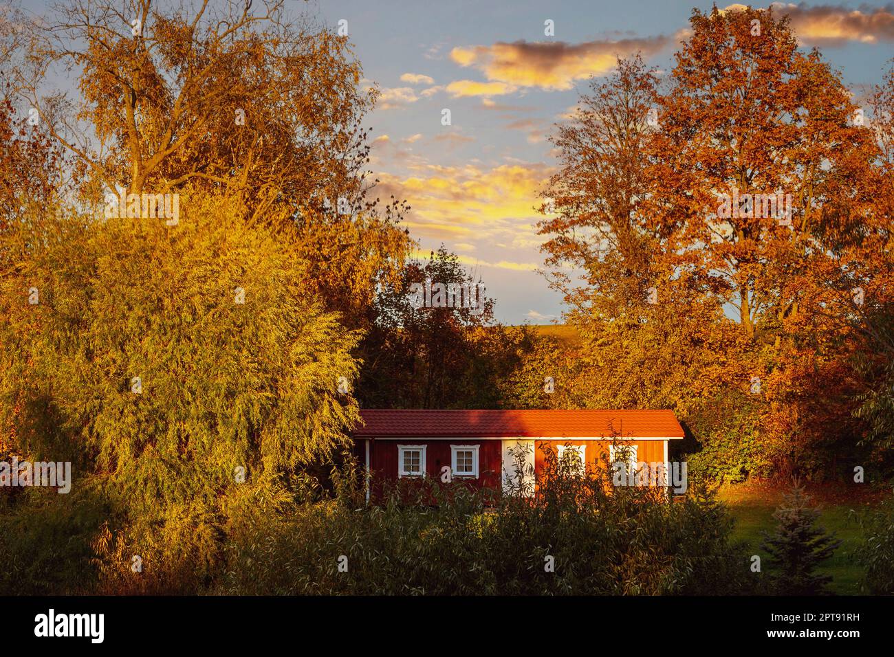 The red cabin in the woods at sunset. Building surrounded by autumn ...