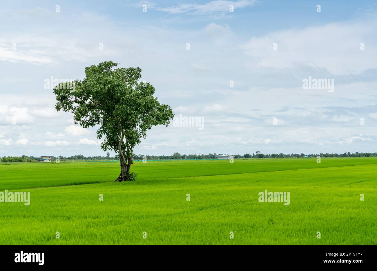 Landscape of green rice field with a lonely tree and blue sky. Rice ...