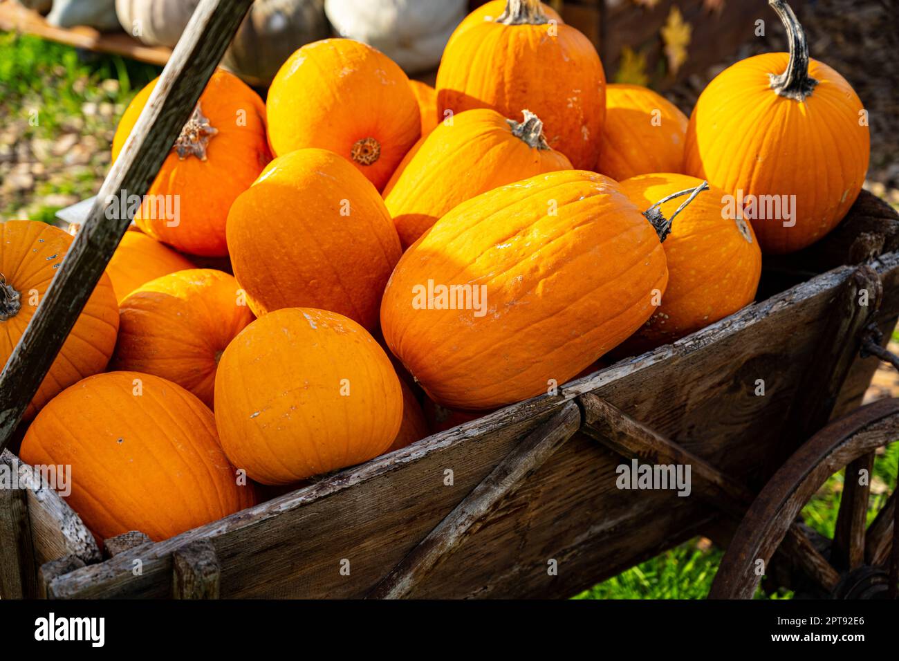 Boost Fall Sales with Pumpkin Merchandising Stock Photo - Alamy