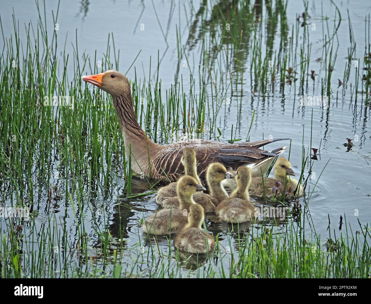 Greylag Goose (Anser anser) with 6 goslings at water's edge Leighton ...