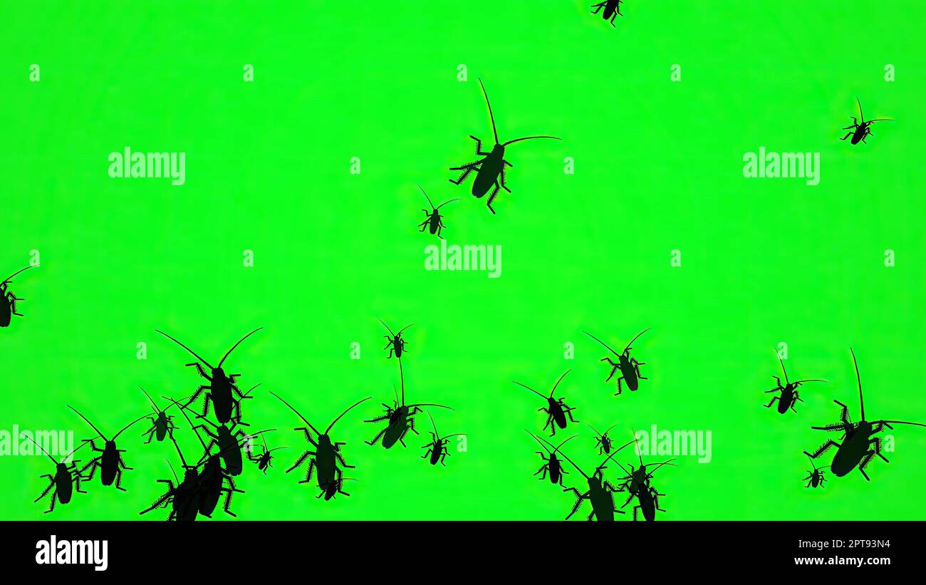 Bugs On Green Screen Silhouette Stock Photo - Alamy