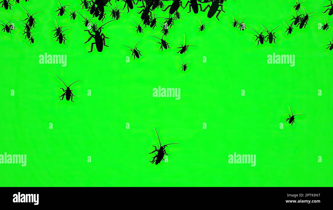 Bugs On Green Screen Silhouette Stock Photo - Alamy