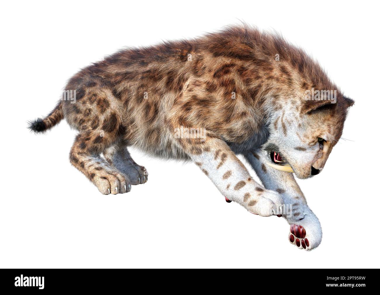 3D rendering of a sabertooth tiger isolated on white background Stock ...