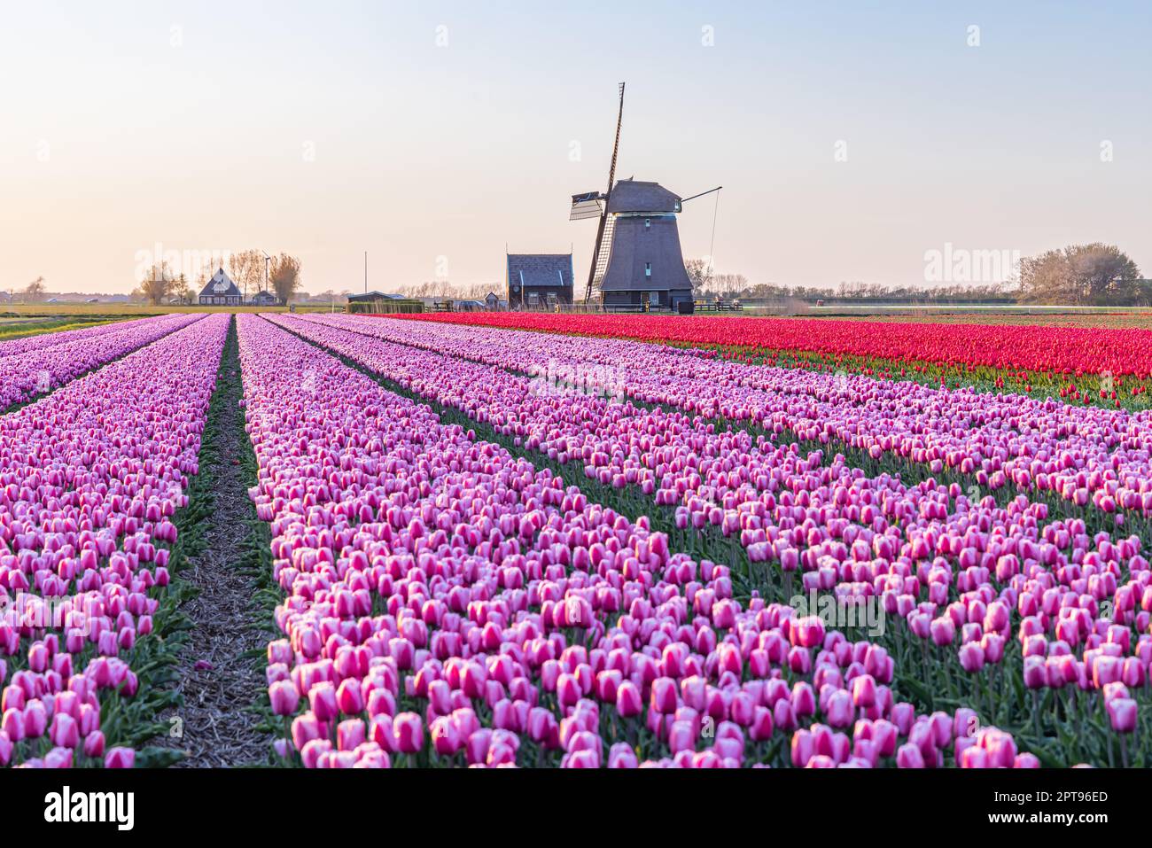 Europe, Netherlands, North Holland, Schagerbrug. Purple and red tulips ...