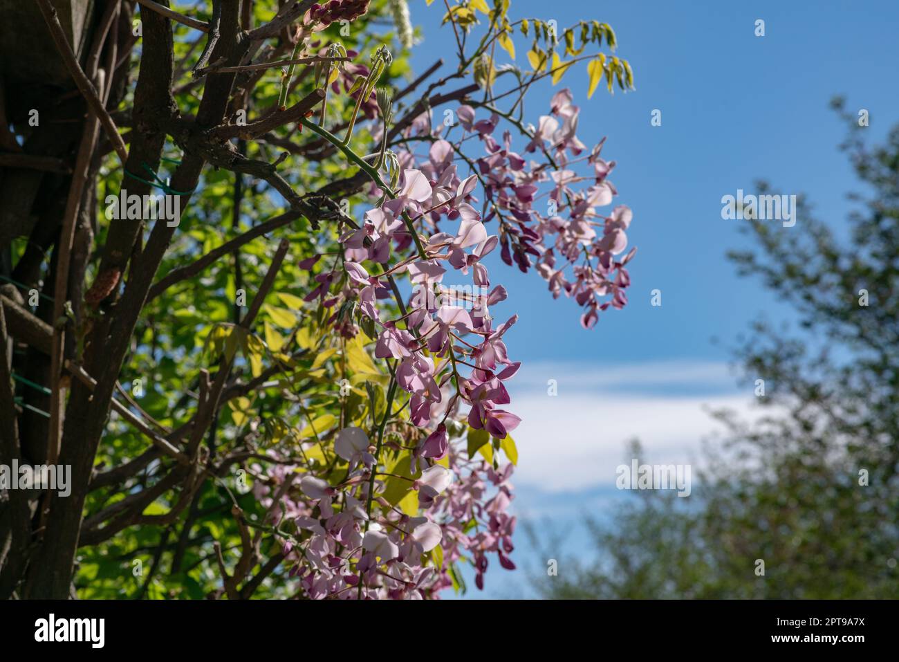 wisteria with pink petals is part of the Papilionaceae family of Asian ...