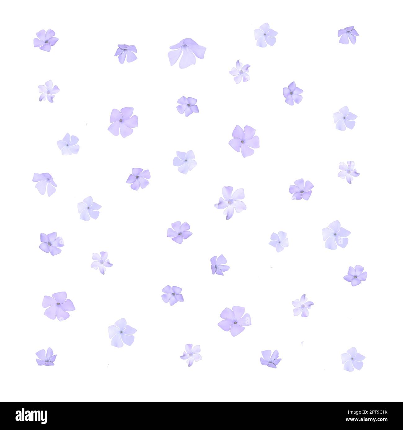 texture from blue pastel color flower buds isolated on white background ...