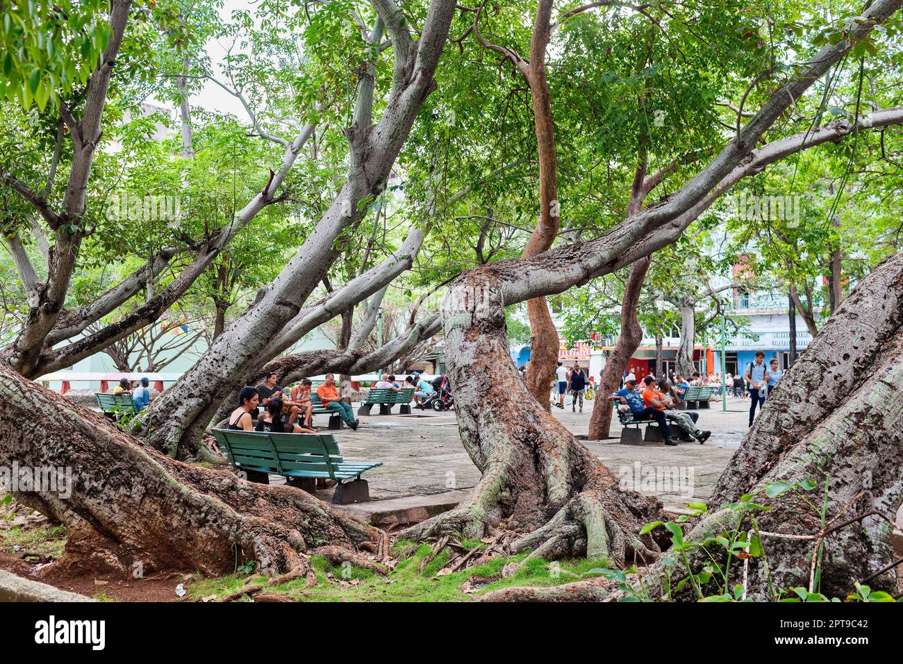 Ceiba Tree, Cespedes the Maestranza Park, Havana, Cuba Stock Photo - Alamy