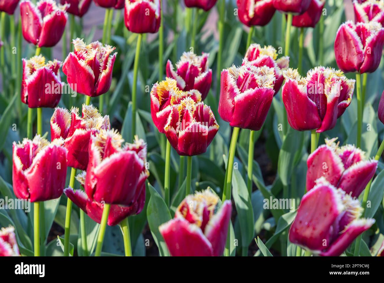 Europe, Netherlands, South Holland, Lisse. Red and white frilled tulips ...