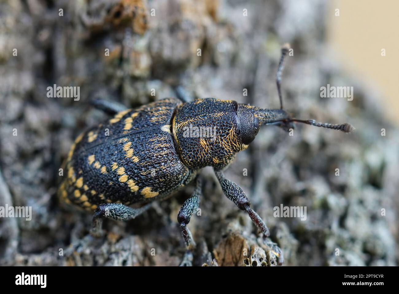 Detailed closeup of the colorful large pine weevil, Hylobius abietis, a ...