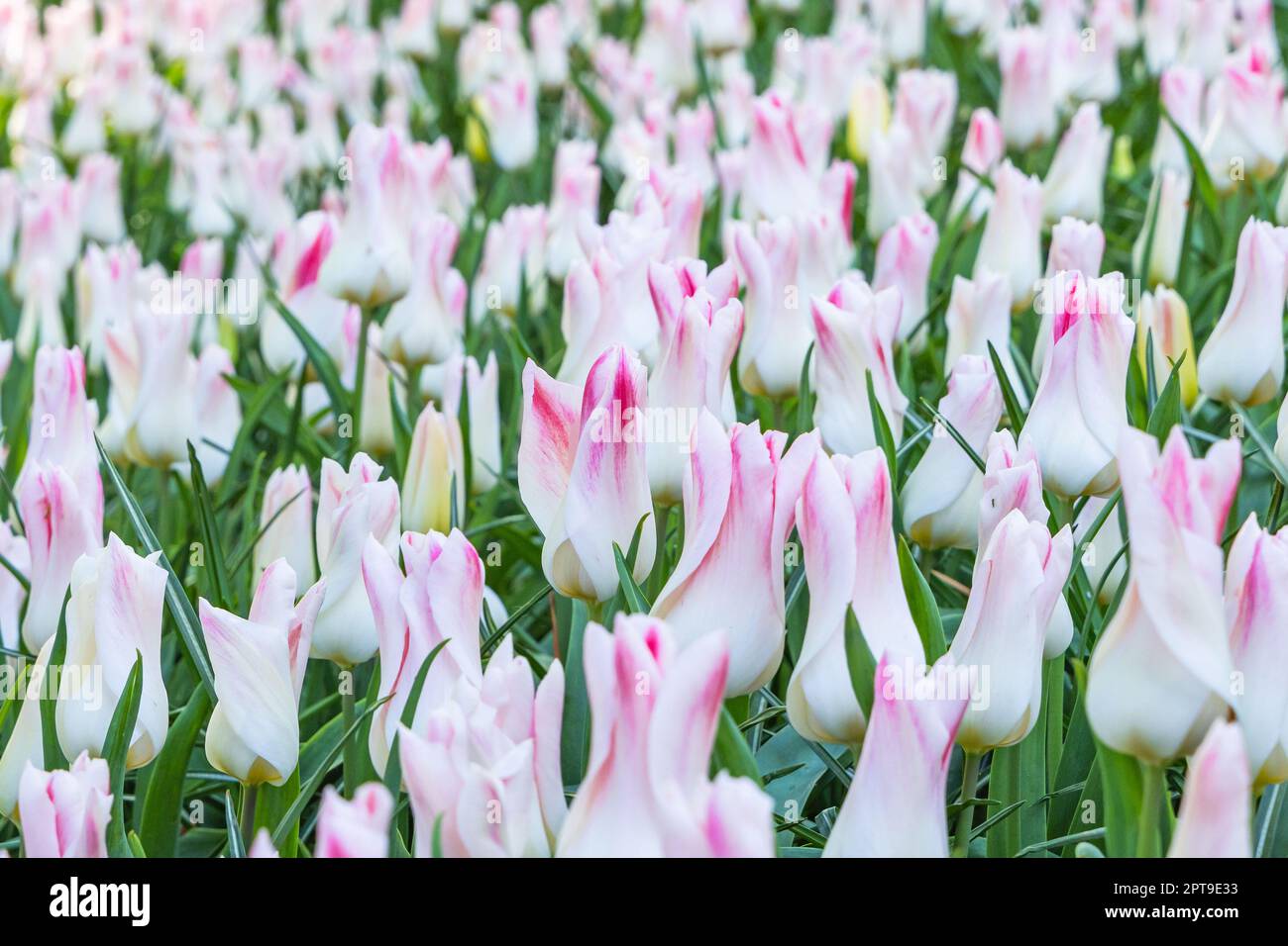 Europe, Netherlands, South Holland, Lisse. White and pink tulips in a ...